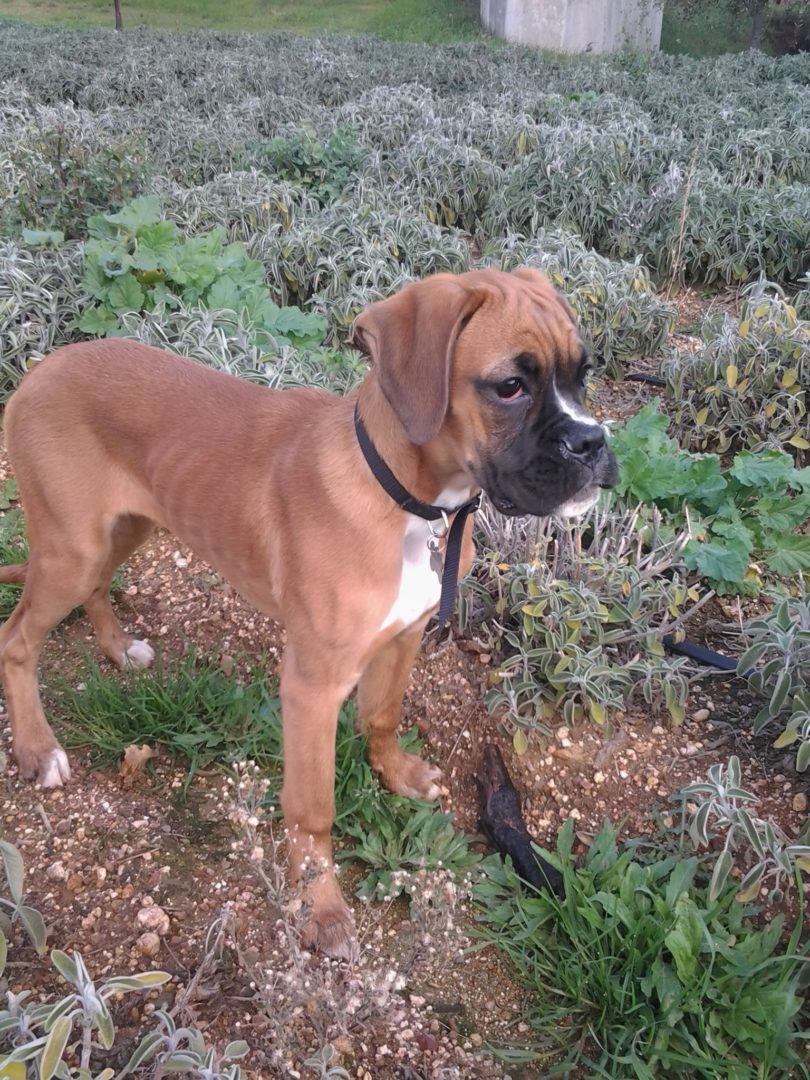 Allevamento Cuccioli Boxer Liguria Savona Vendita cani di razza